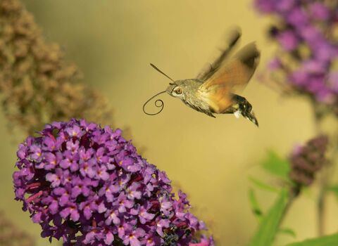 Hummingbird hawk-moth | The Wildlife Trusts
