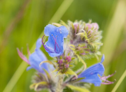 Viper's-bugloss | The Wildlife Trusts