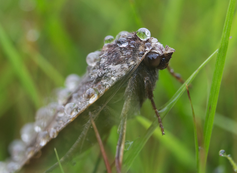 Large yellow underwing | The Wildlife Trusts