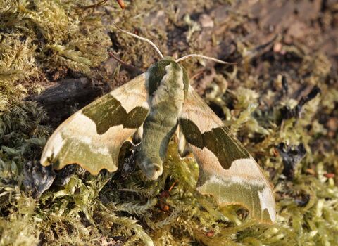 Lime hawk-moth | The Wildlife Trusts
