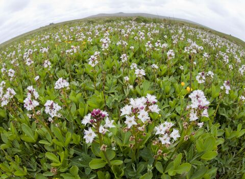 Bogbean | The Wildlife Trusts