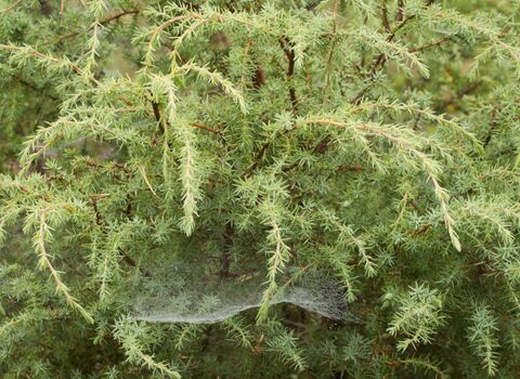 Common juniper | The Wildlife Trusts