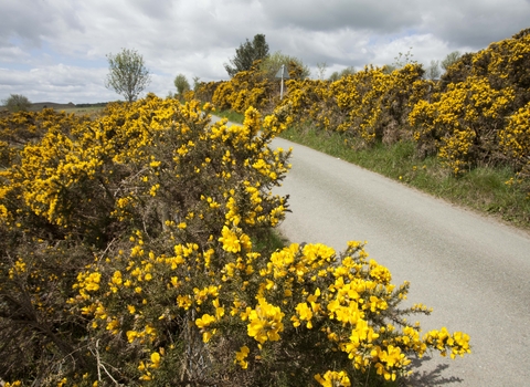 Common gorse | The Wildlife Trusts