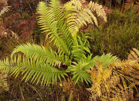 Male-fern | The Wildlife Trusts