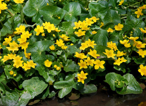 Marsh marigold | The Wildlife Trusts