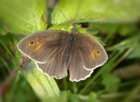 Meadow brown | The Wildlife Trusts