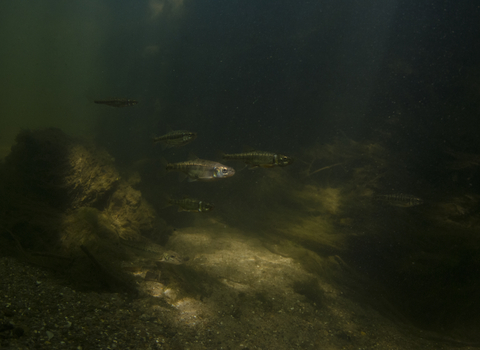 Minnow | The Wildlife Trusts