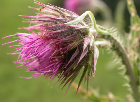 Musk thistle | The Wildlife Trusts