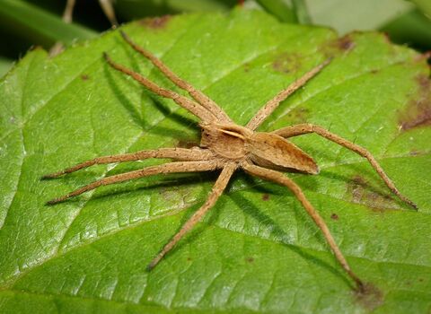 Nursery web spider | The Wildlife Trusts