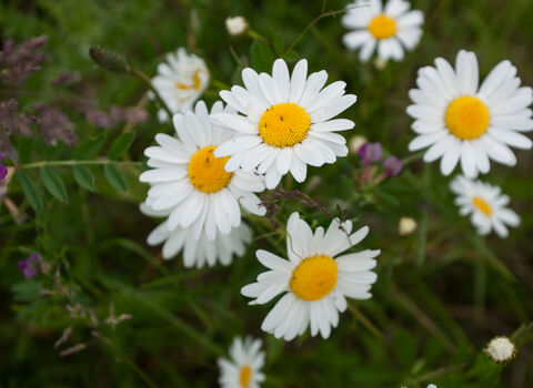 Oxeye daisy | The Wildlife Trusts