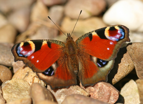 Butterflies in the house in winter | The Wildlife Trusts