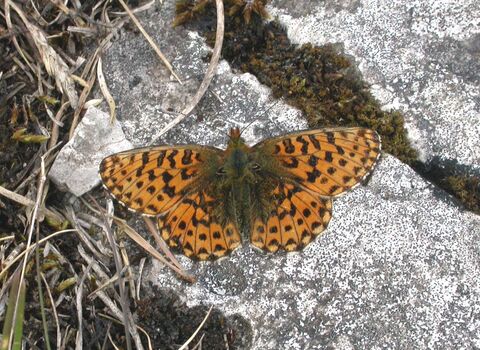 Pearl-bordered fritillary | The Wildlife Trusts