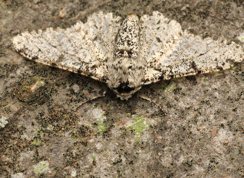 Peppered moth | The Wildlife Trusts