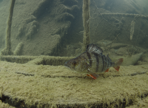 Perch | The Wildlife Trusts