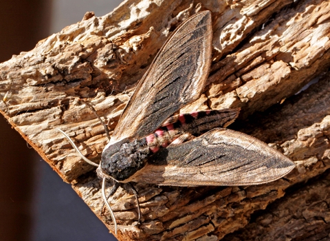 Privet hawk-moth | The Wildlife Trusts