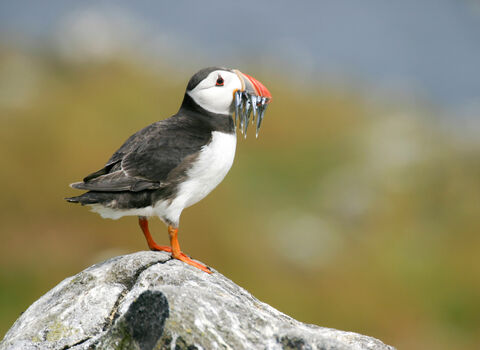 Puffin | The Wildlife Trusts