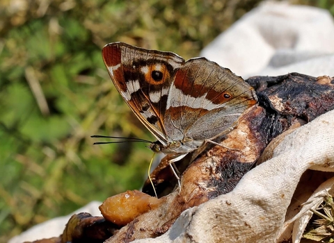 Purple emperor | The Wildlife Trusts