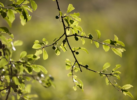 Blackthorn | The Wildlife Trusts