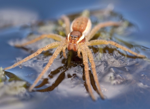 Raft spider | The Wildlife Trusts