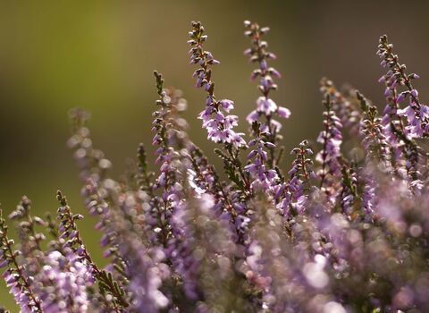 Heather | The Wildlife Trusts