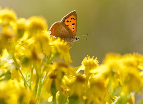 Small copper | The Wildlife Trusts