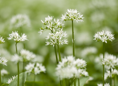 Wild garlic | The Wildlife Trusts