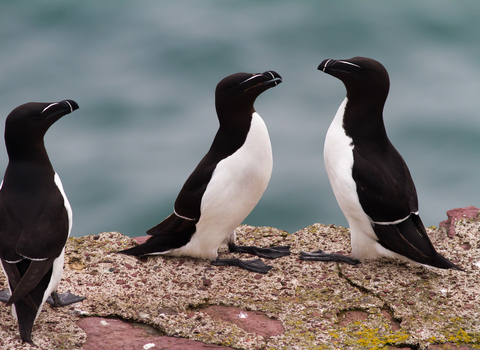Razorbill | The Wildlife Trusts