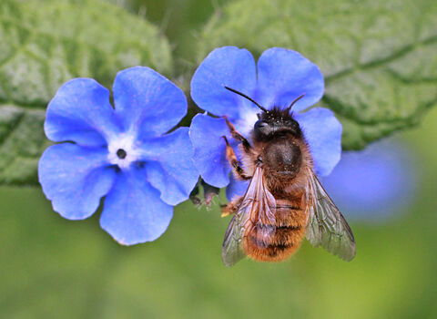 Red mason bee | The Wildlife Trusts