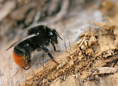 Red-tailed bumblebee | The Wildlife Trusts