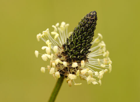 Ribwort plantain | The Wildlife Trusts