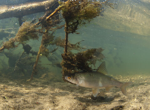 Roach | The Wildlife Trusts