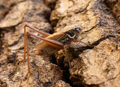 Roesel's bush-cricket | The Wildlife Trusts