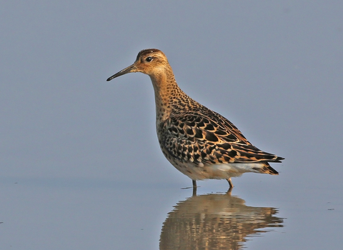 Ruff | The Wildlife Trusts