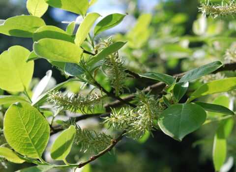 Goat willow | The Wildlife Trusts