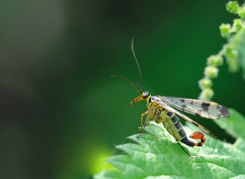 Scorpionfly | The Wildlife Trusts
