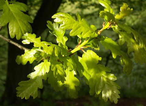 Sessile oak | The Wildlife Trusts