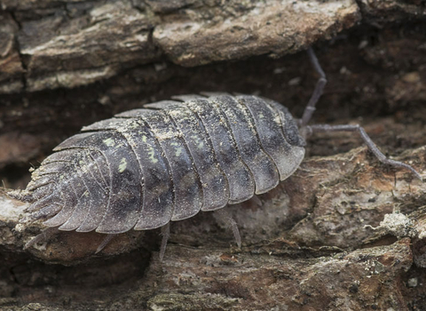 Common woodlouse | The Wildlife Trusts