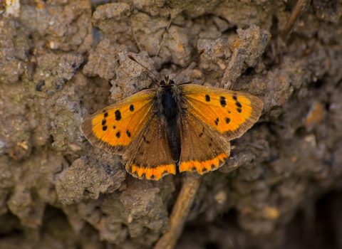 Small copper | The Wildlife Trusts