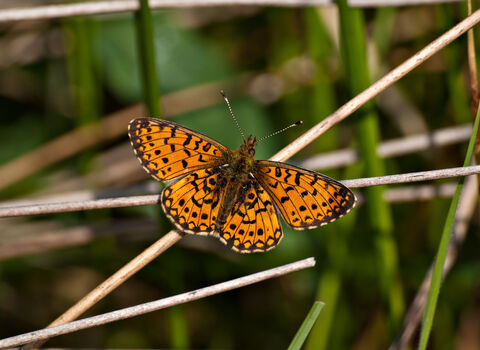 Where to see spring wildlife | The Wildlife Trusts