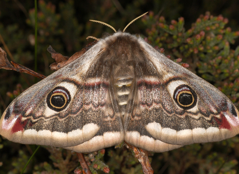 Emperor moth | The Wildlife Trusts