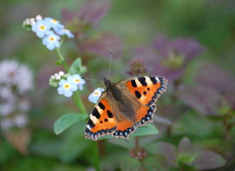 Small tortoiseshell | The Wildlife Trusts