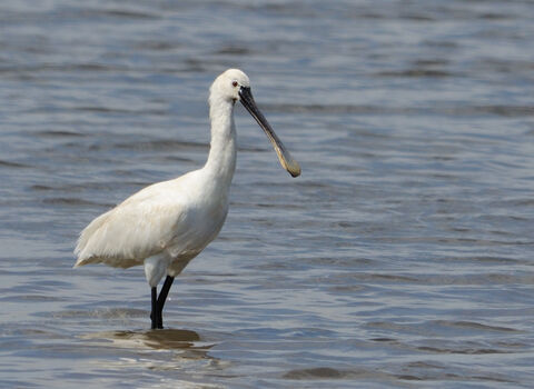 European spoonbill | The Wildlife Trusts