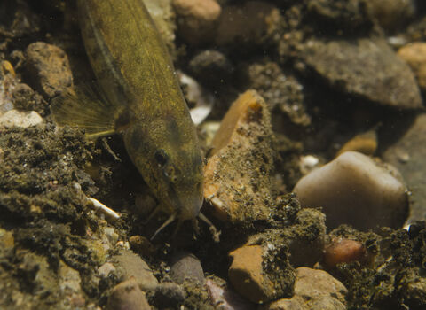 Stone loach | The Wildlife Trusts