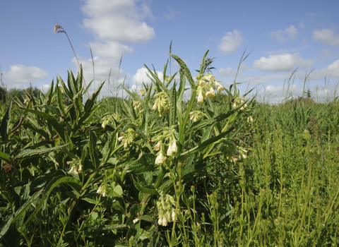 Common comfrey | The Wildlife Trusts