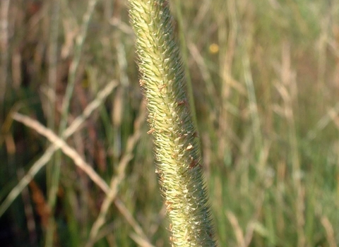 Timothy | The Wildlife Trusts