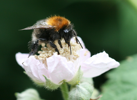 Tree bumblebee | The Wildlife Trusts