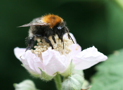 Tree bumblebee | The Wildlife Trusts
