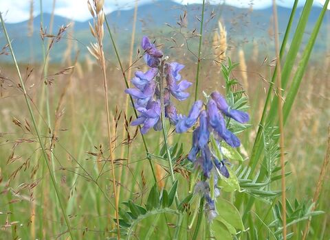 Tufted vetch | The Wildlife Trusts
