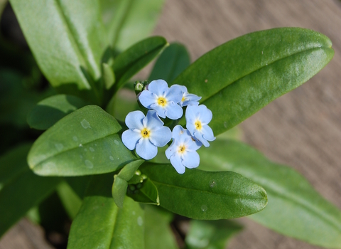 Water forget-me-not | The Wildlife Trusts