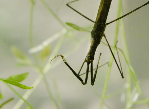 Water stick insect | The Wildlife Trusts